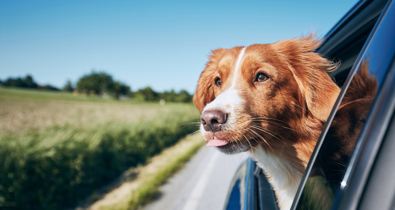 🚙 Dog Hair, Mud & Scratches: How to Keep Your Car Clean with Pets in N